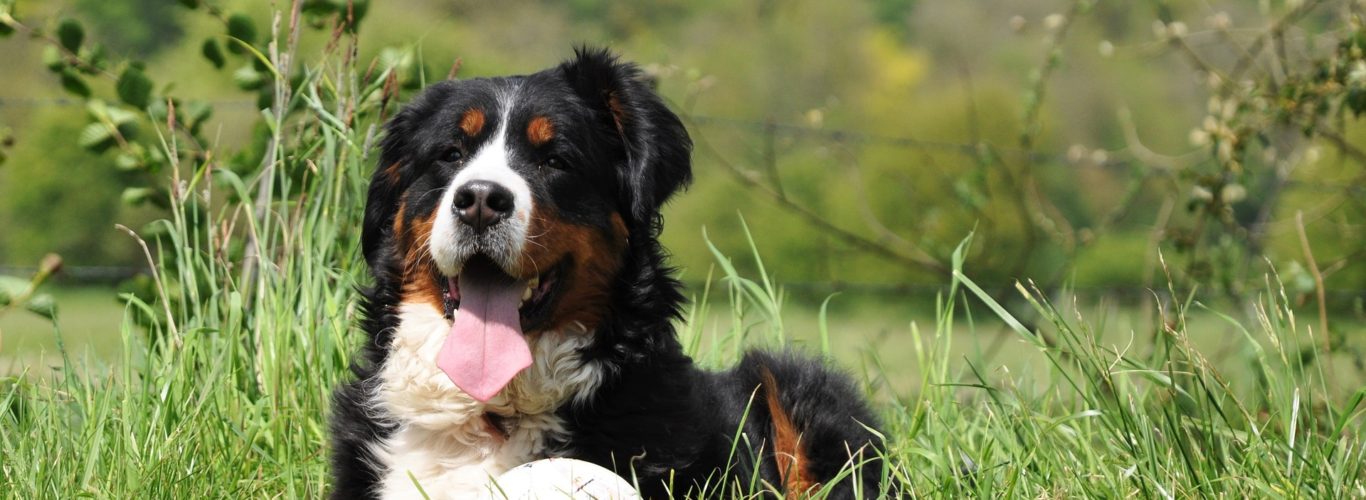 SOS BOUBOUS Accueil - SOS BOUBOUS