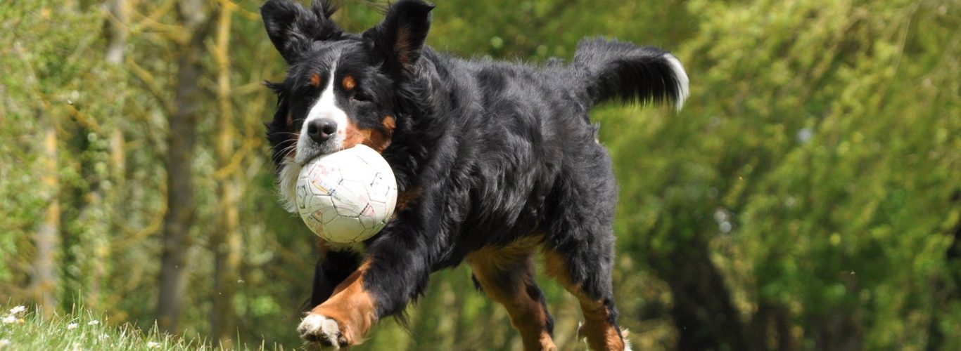 SOS BOUBOUS Accueil - SOS BOUBOUS
